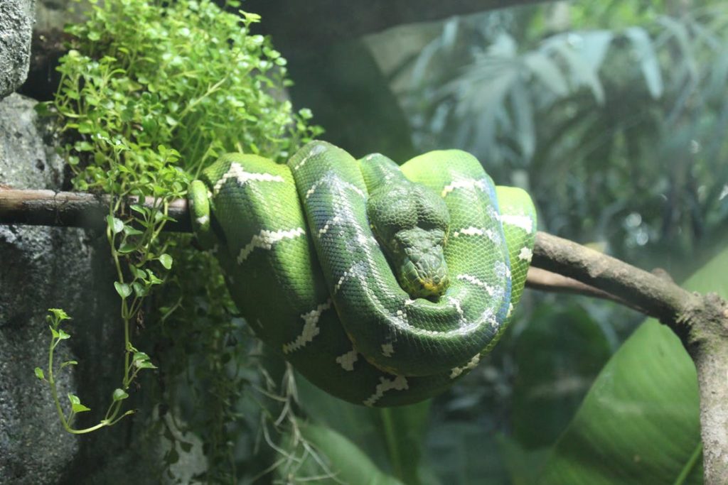 Exotische Tierarten - Haustier-Heute.de - Haustiere sind die besten Freunde